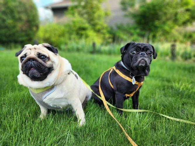 Repuglickin' Pug Rescue – Pug Rescue of Nevada