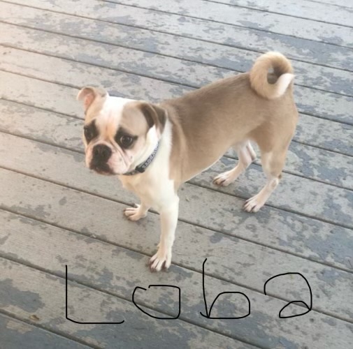 Lola – Repuglickin' Pug Rescue