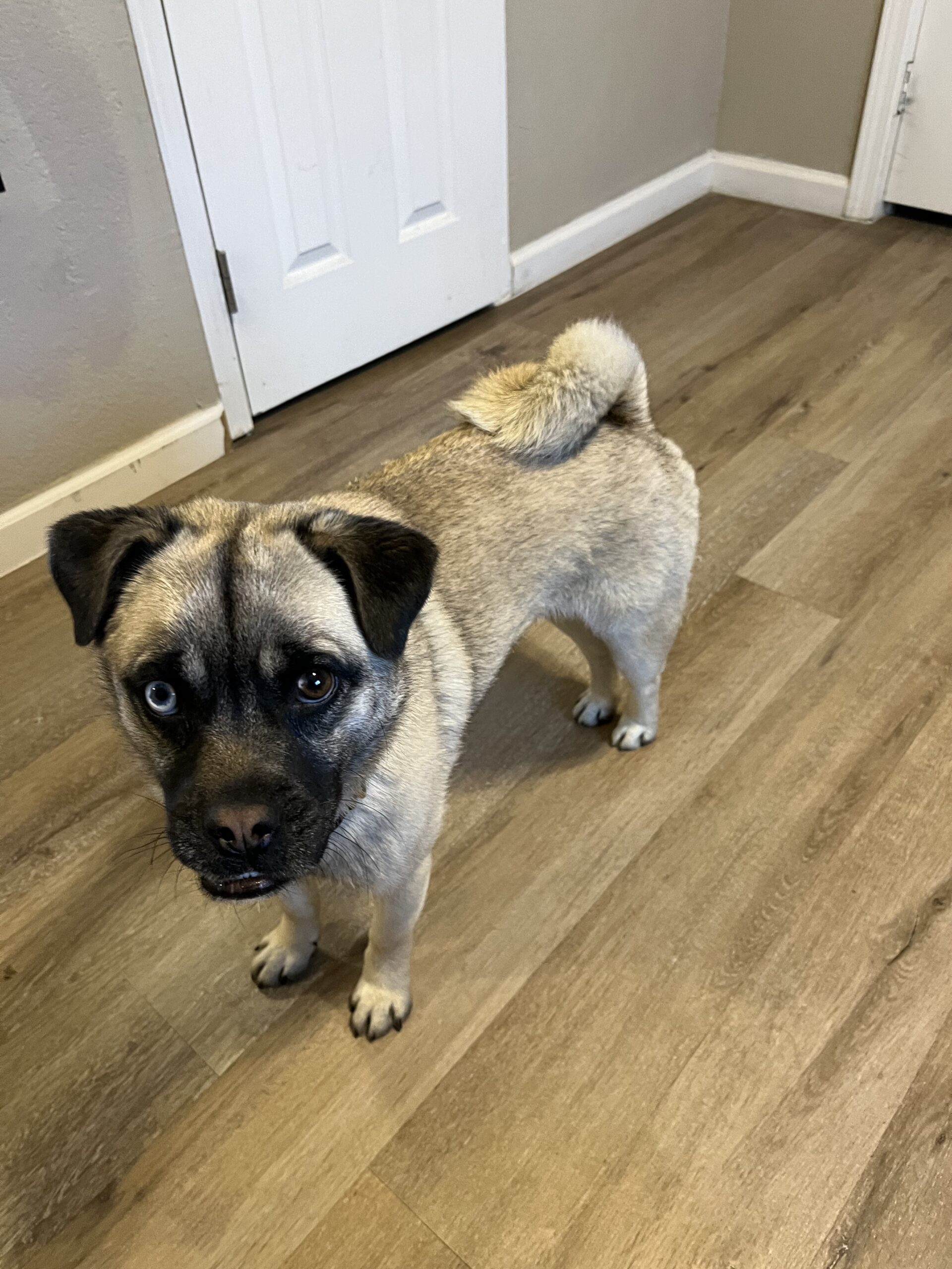Whiskey – Repuglickin' Pug Rescue