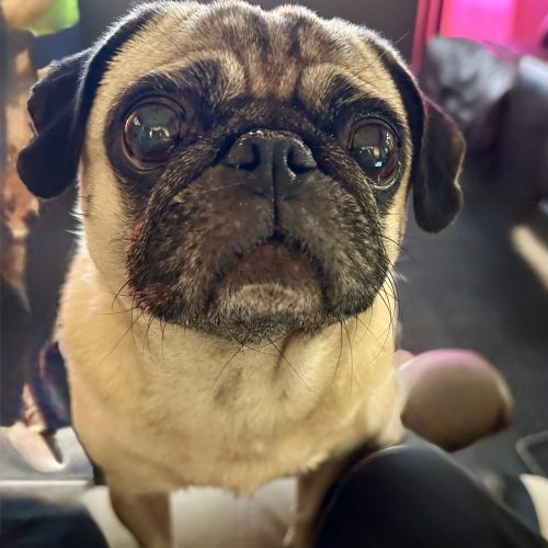 Squish – Repuglickin' Pug Rescue