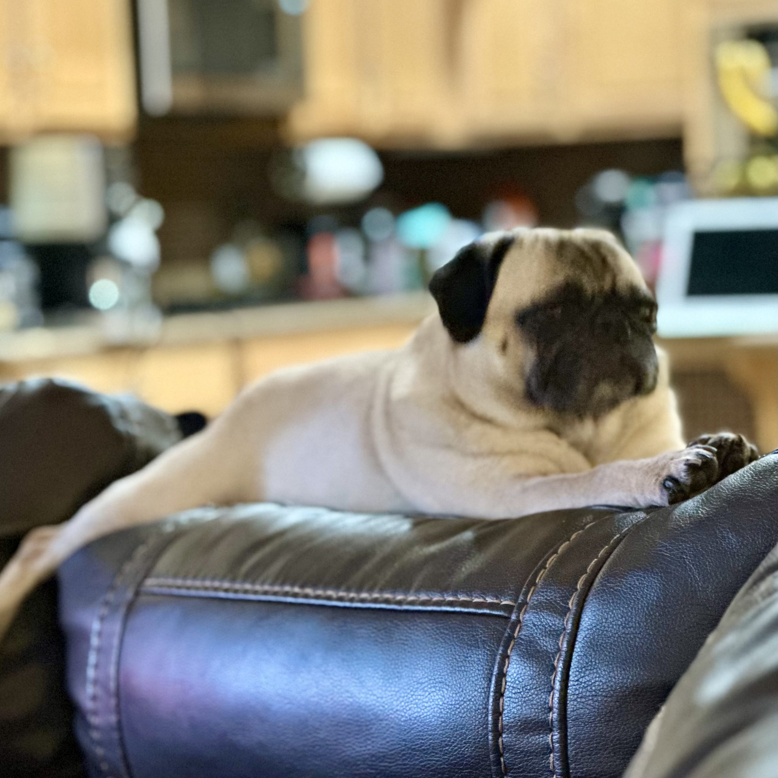 Squish – Repuglickin' Pug Rescue